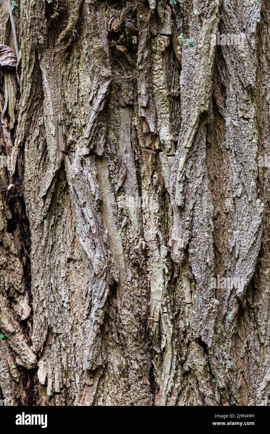 Coarsely ribbed outer bark of a deciduous tree in a Vancouver botanical ...