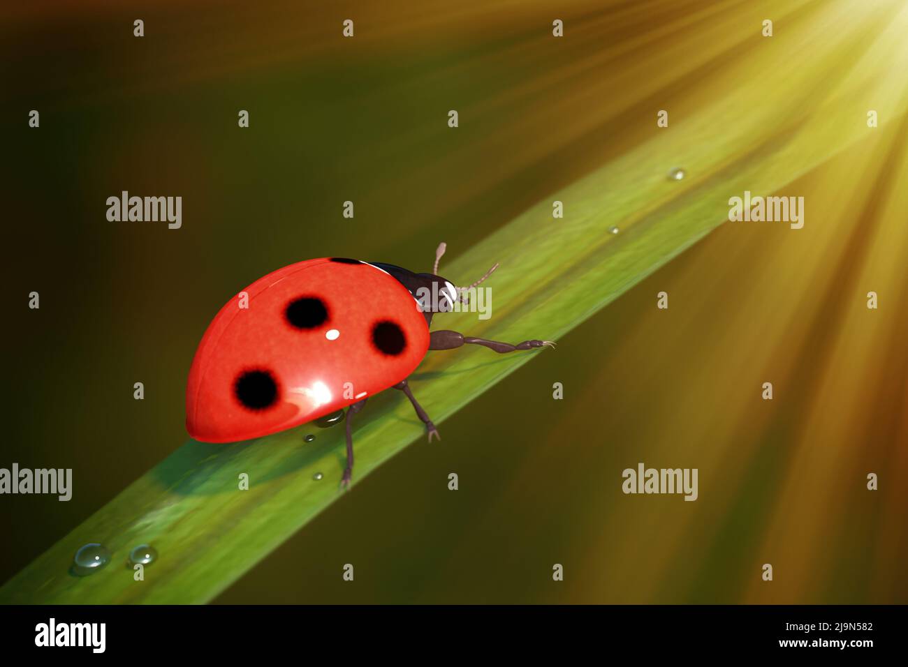 Red Realistic Beautiful Ladybird Walking on Green Grass Leaf in the ...