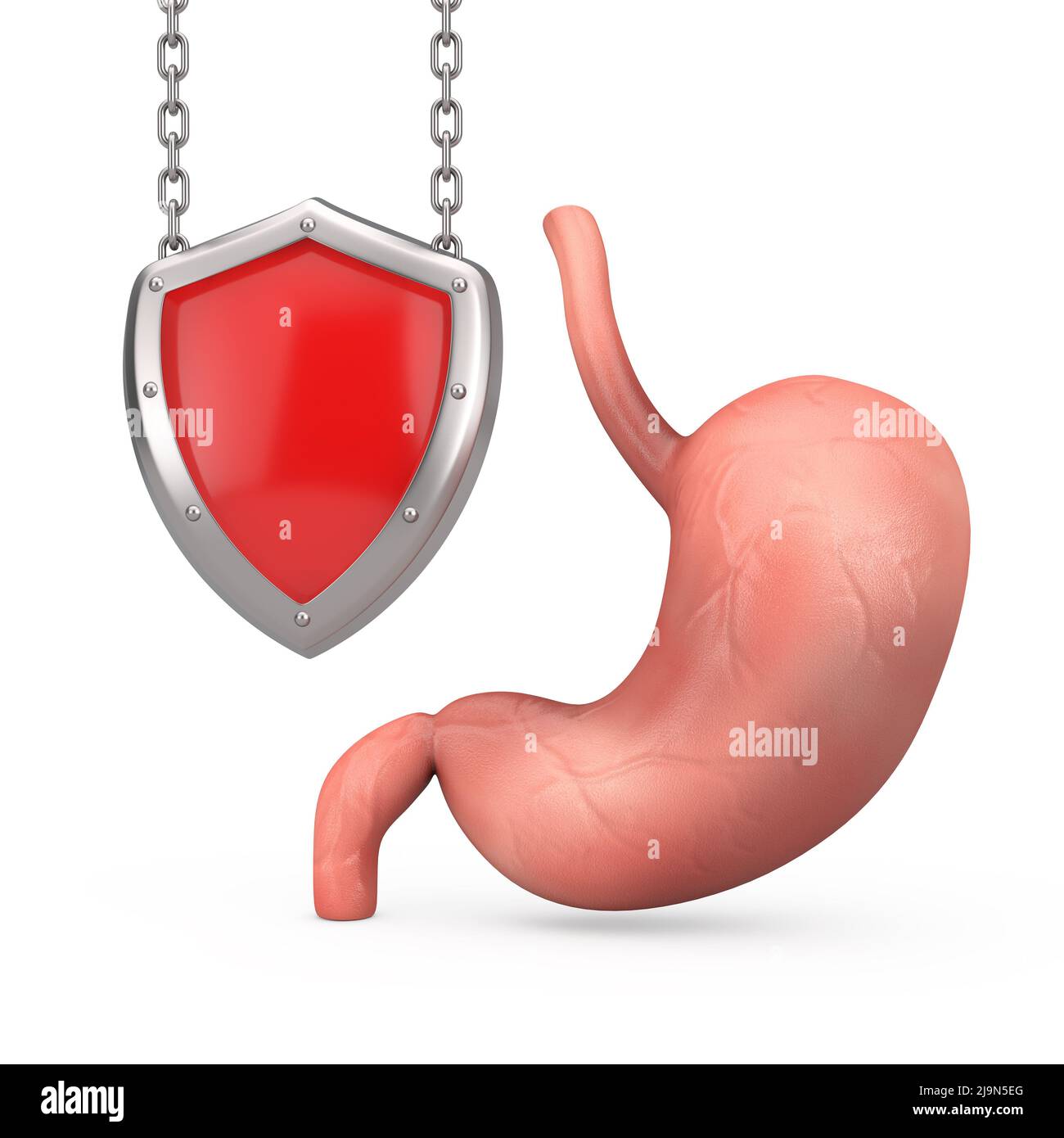 Human Stomach Anatomy Internal Organ with Red Metal Protection Shield ...
