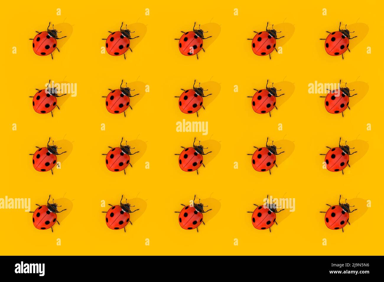 Row of Red Realistic Beautiful Ladybirds on a yellow background. 3d ...