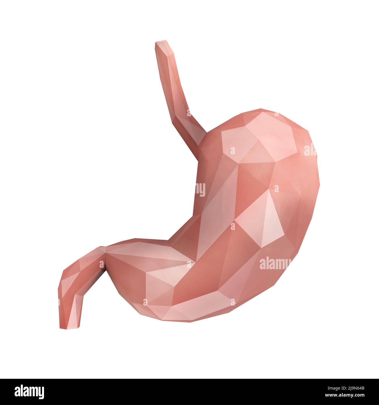 Low Poly Human Stomach Anatomy Internal Organ on a white background. 3d ...