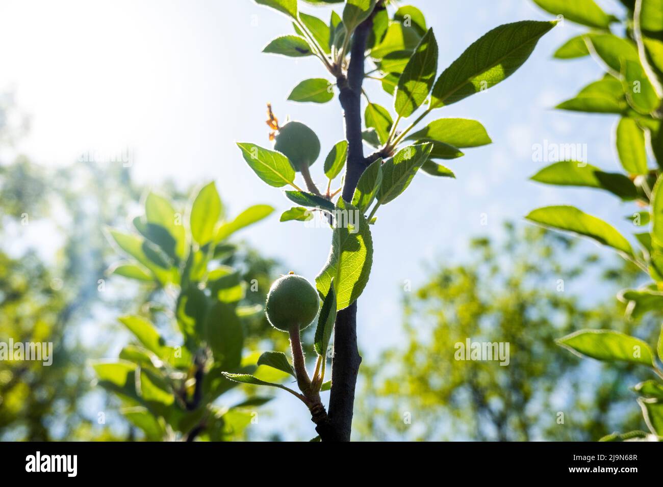 Remembering residential school survivors hi-res stock photography and ...