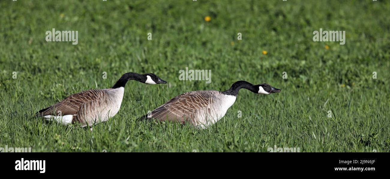 Pair of Canada goose on green field ready to take wing Stock Photo - Alamy