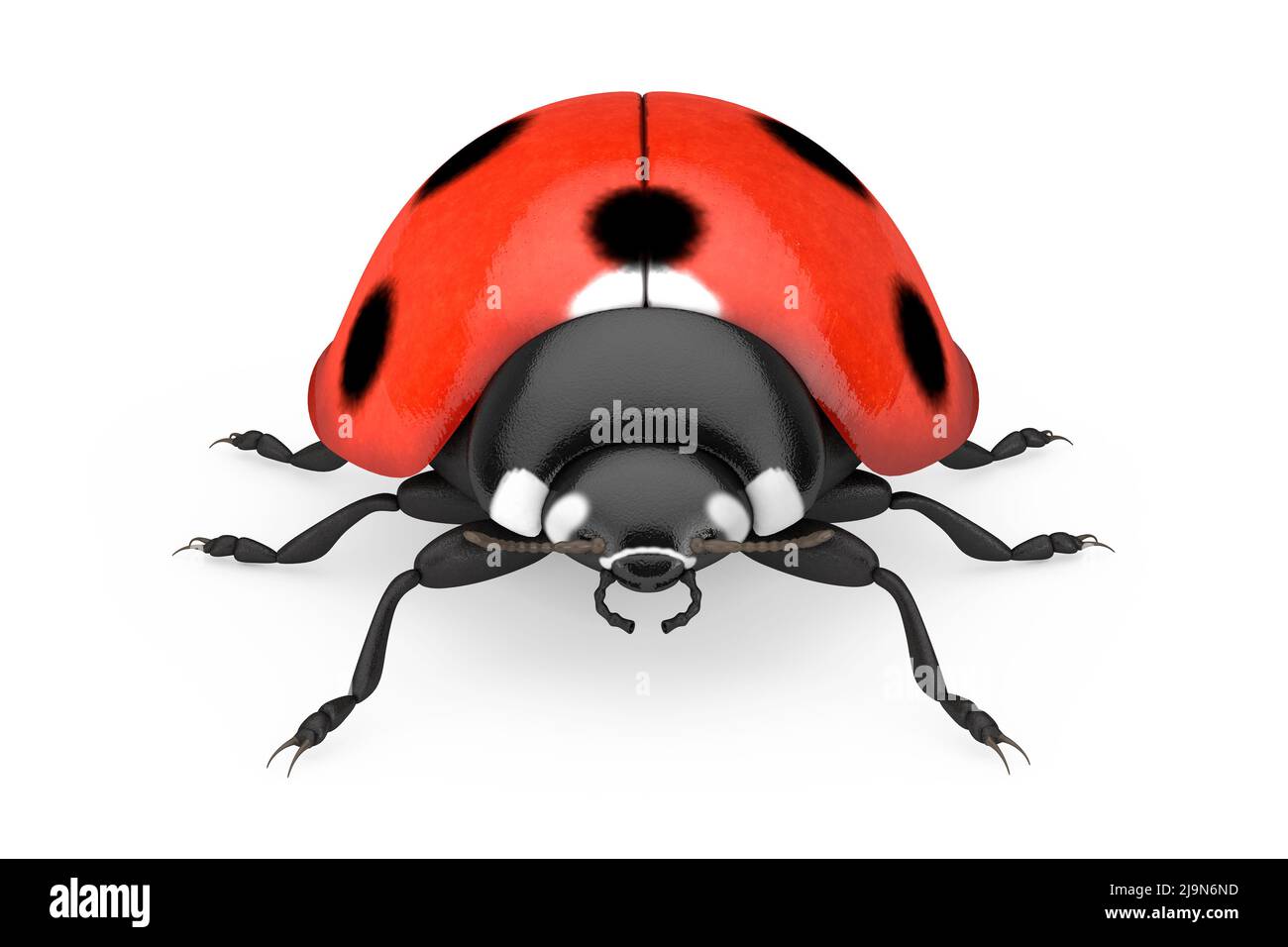 Real Ladybug Pictures