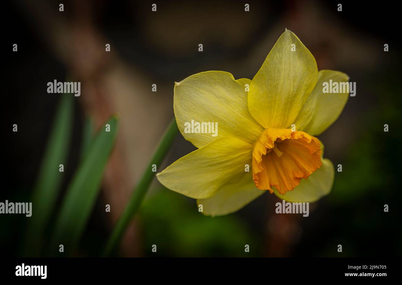 Narcissus flower with color bloom in spring sunny morning in Krkonose ...