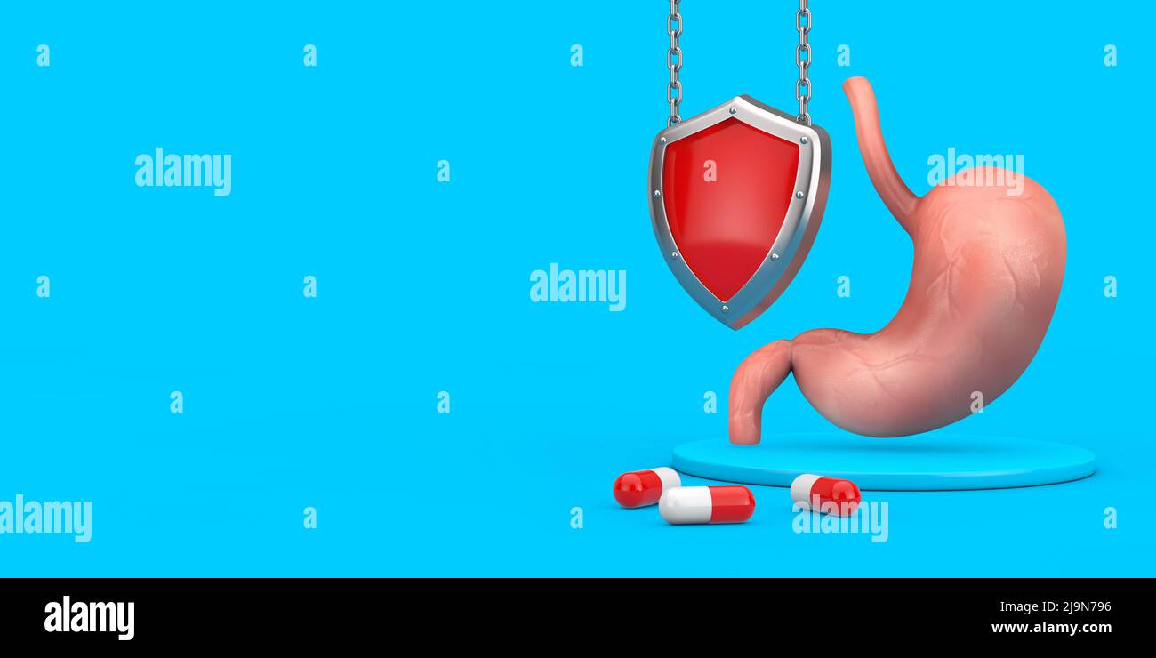 Human Stomach Anatomy Internal Organ with Red Metal Protection Shield ...
