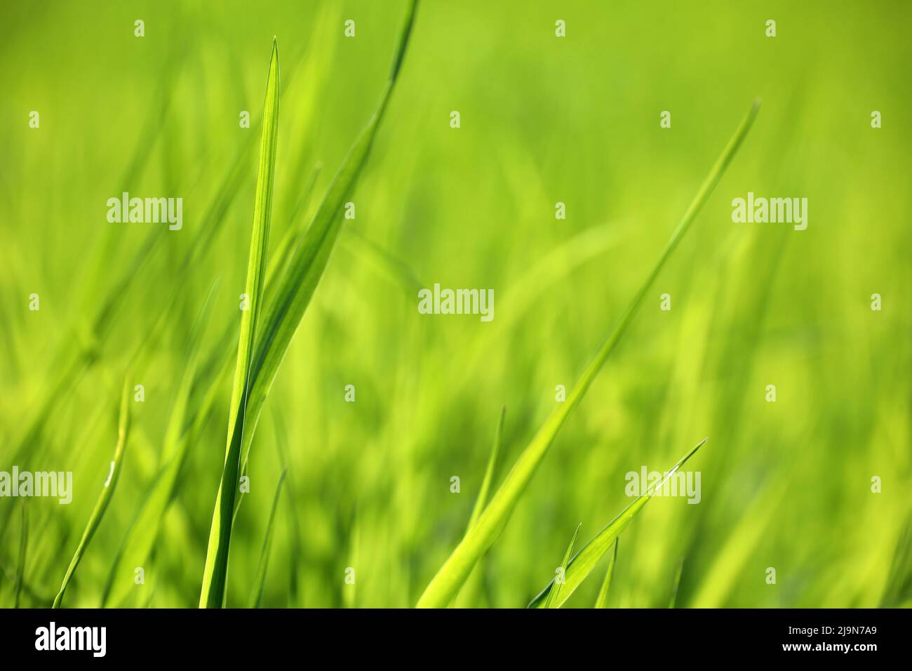 Light green grass in sunlight, blurred background. Fresh spring or ...