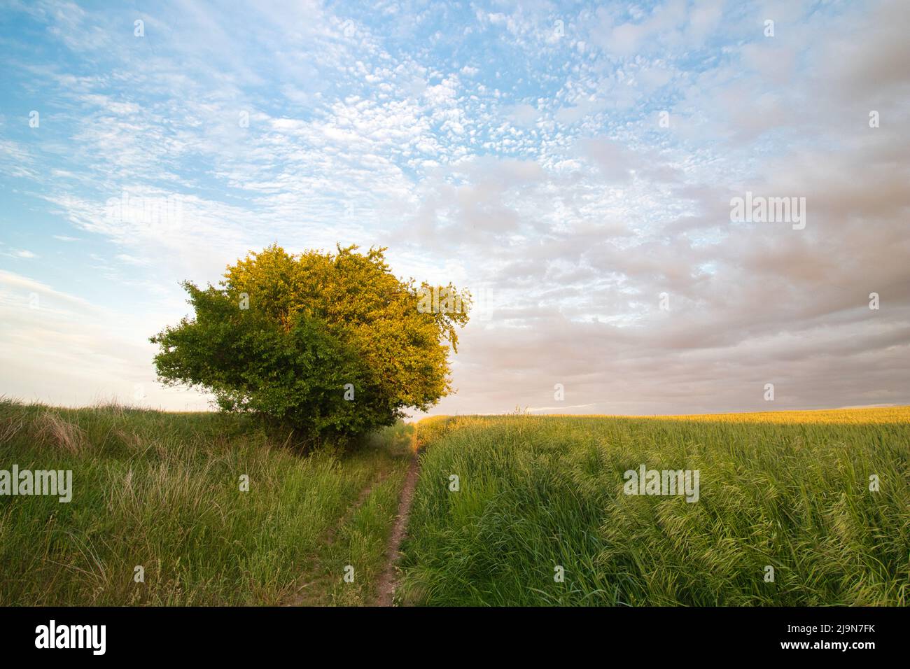 A lonely bush in fields with evening light in spring time. Czech ...