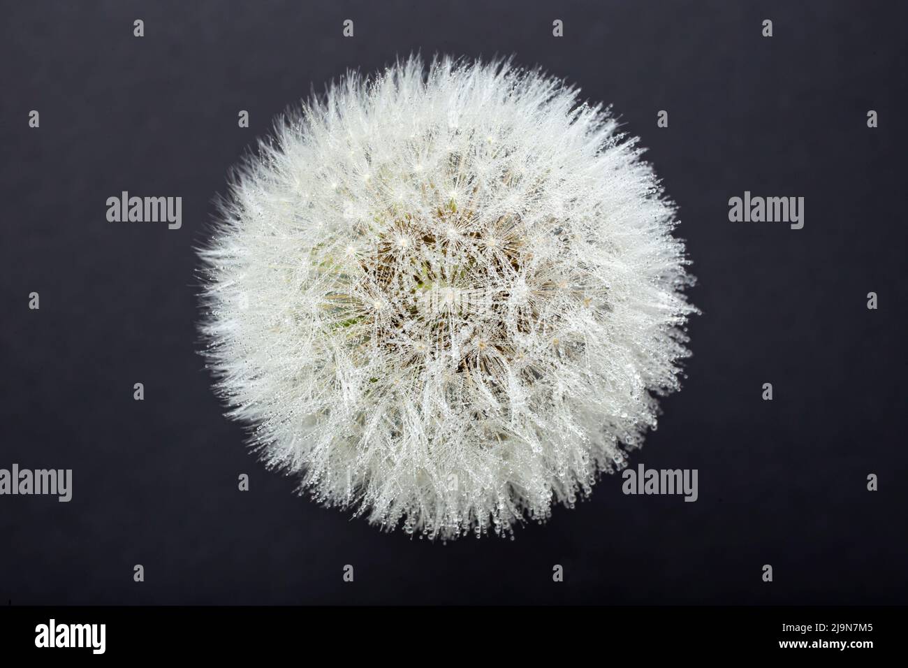 Partially defocused dandelion seeds sphere with water drops, isolated ...