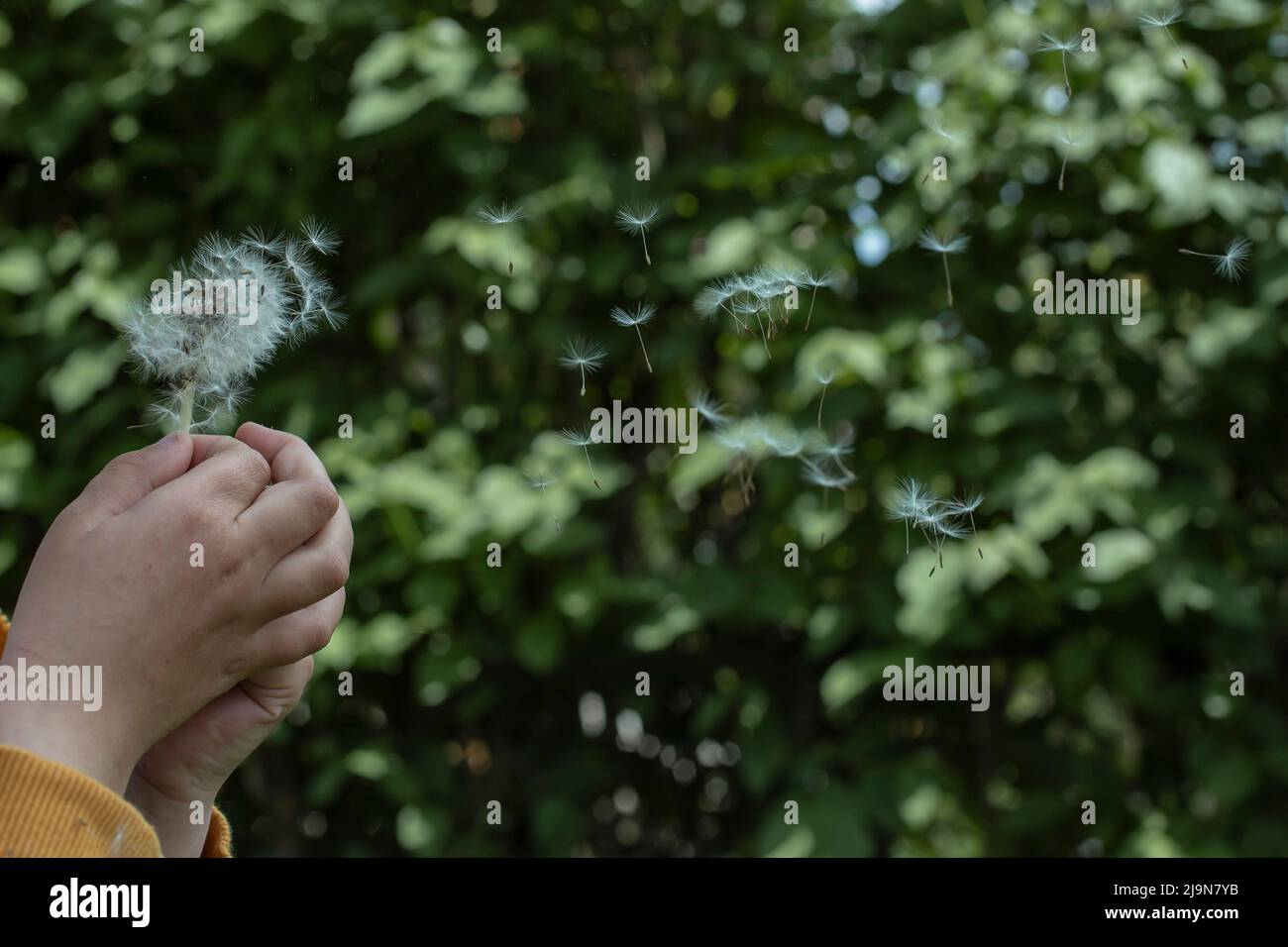Blowing Dandelion Tumblr