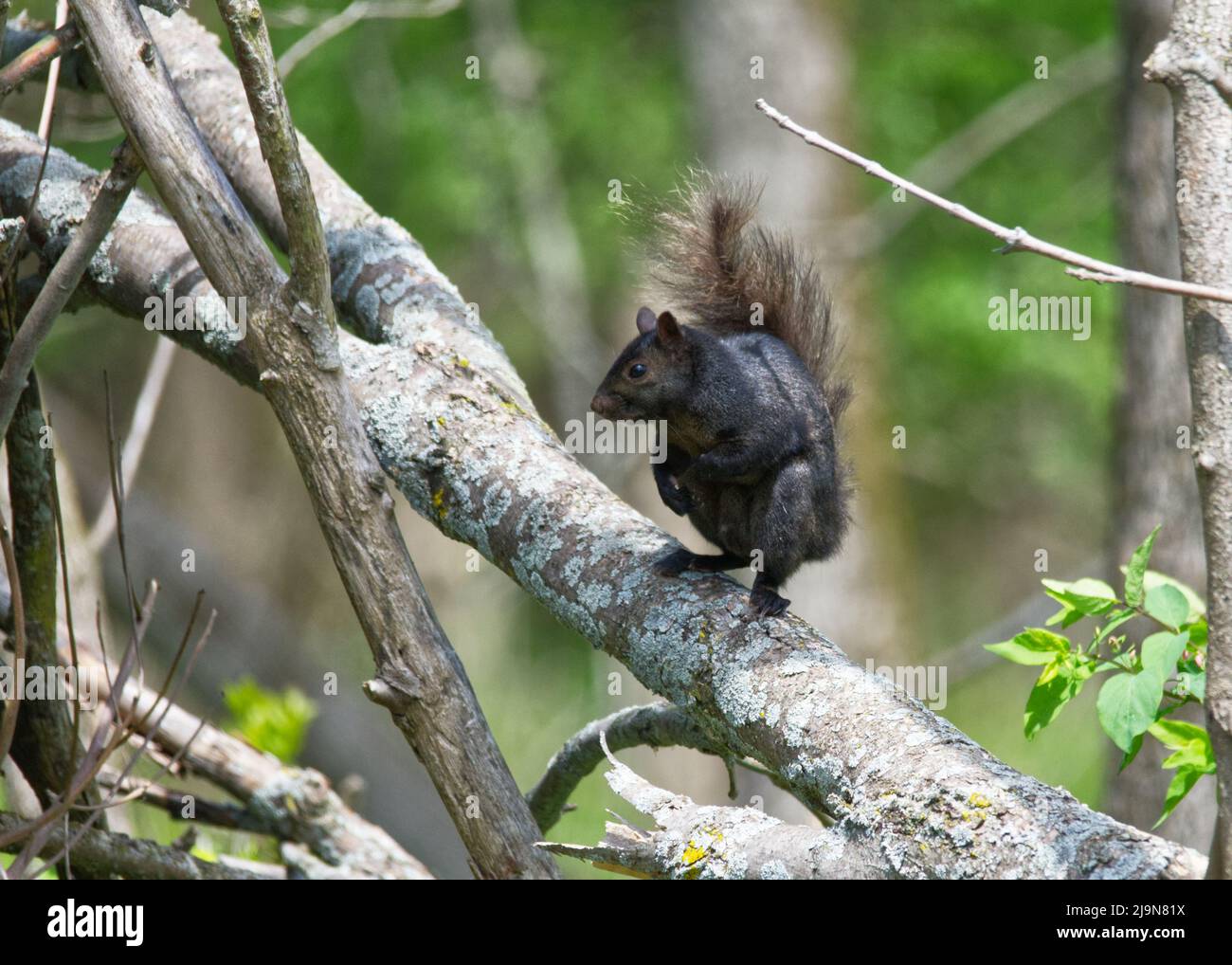 Black Squirrel Sitting On Branch Stock Photo - Alamy
