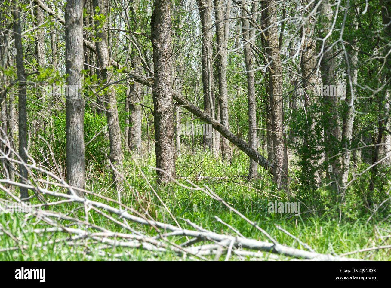 Calming wildlife hi-res stock photography and images - Alamy