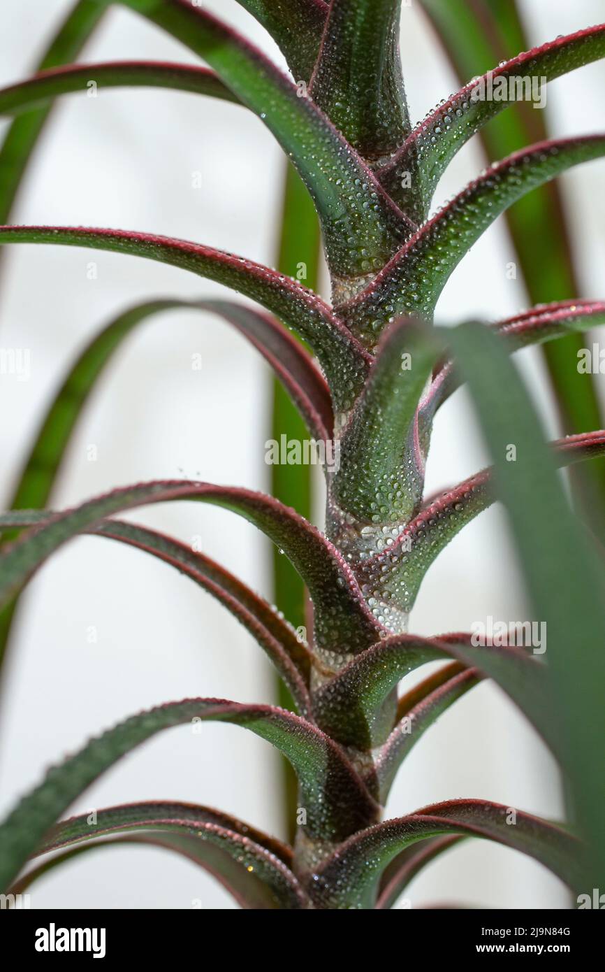 Exotic house plant stem close up with water droplets Stock Photo - Alamy