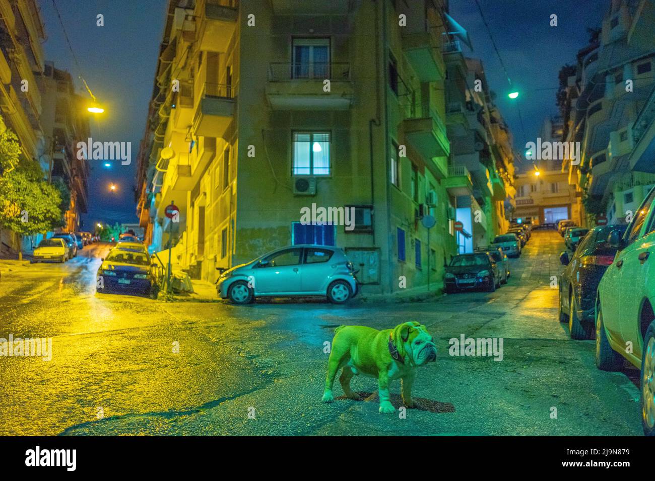Bulldog on the Athens streets at night Stock Photo - Alamy