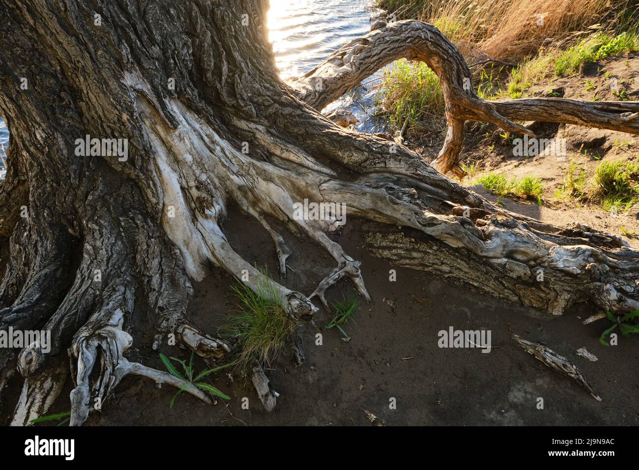 Roots old dead tree standing riverbank Stock Photo - Alamy