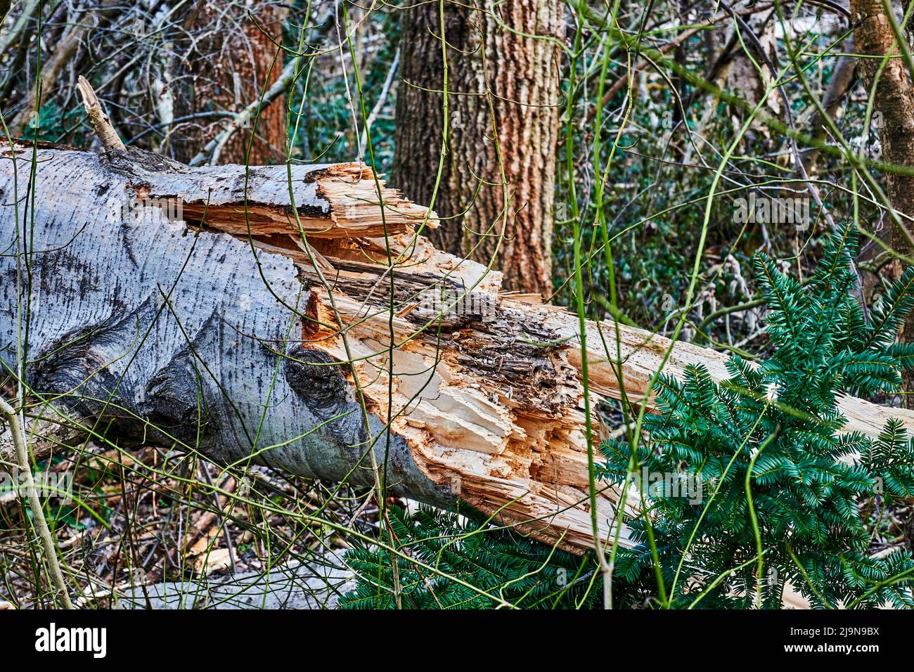 Detailed shots of storm damage in a Berlin forest Stock Photo - Alamy
