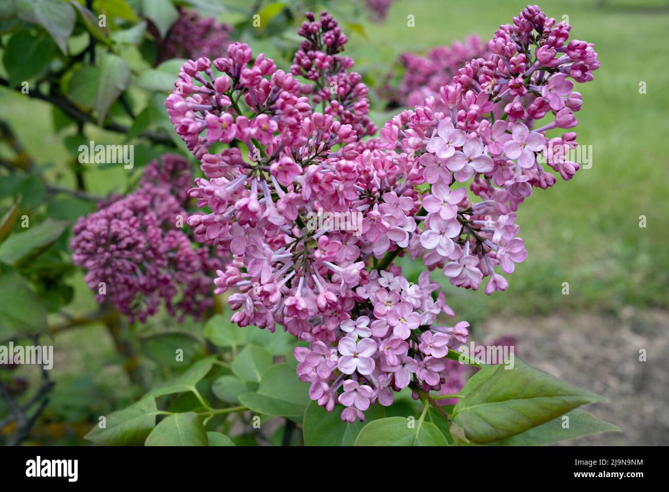 Syringa x hyacinthiflora (Early Flowering Lilac) flowers, Peteris ...