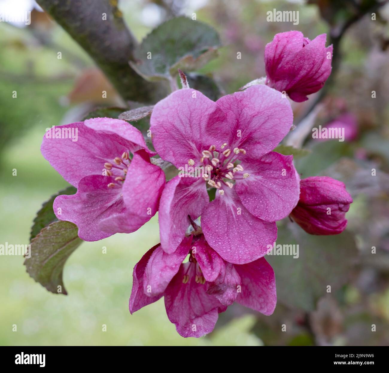 Upitis garden hi-res stock photography and images - Alamy