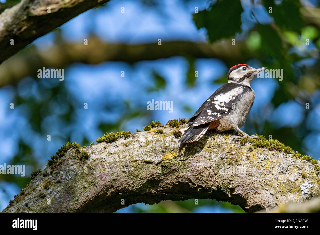 Kleinspecht auf einem Ast der ein wenig mit grünem Moos bewachsen ist ...