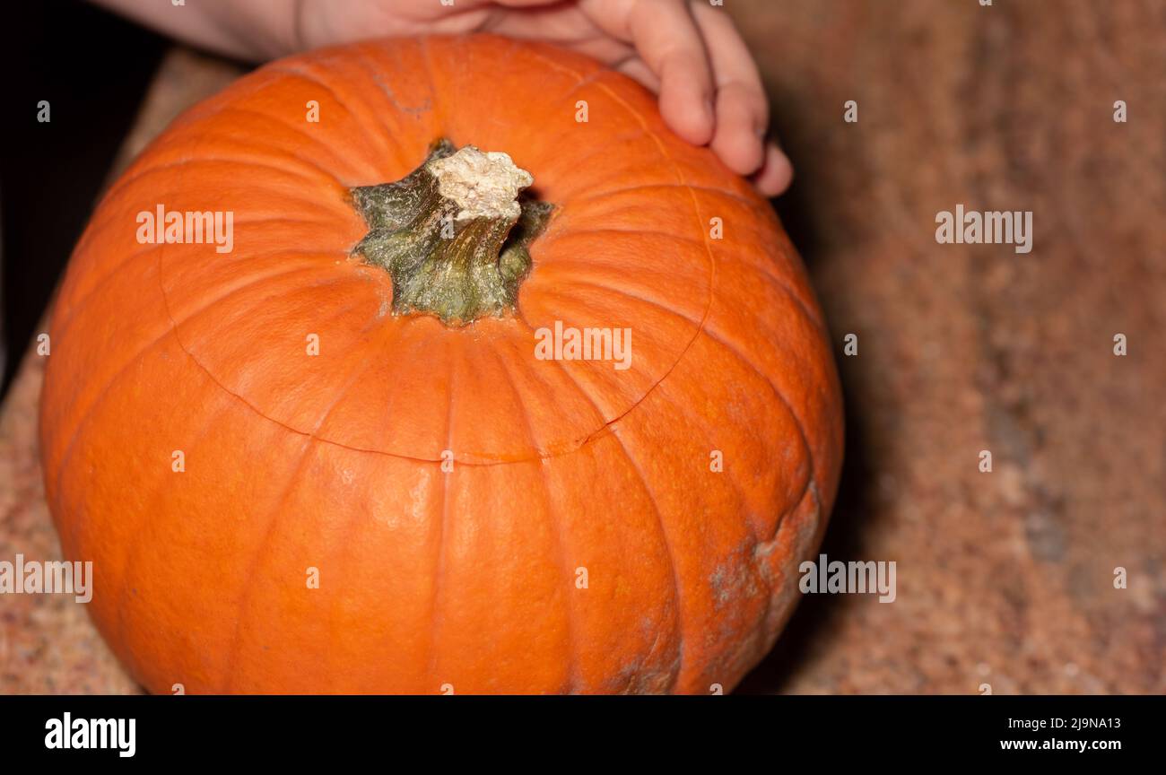Pumpkin for Halloween. The tradition of carving out a frightening face ...