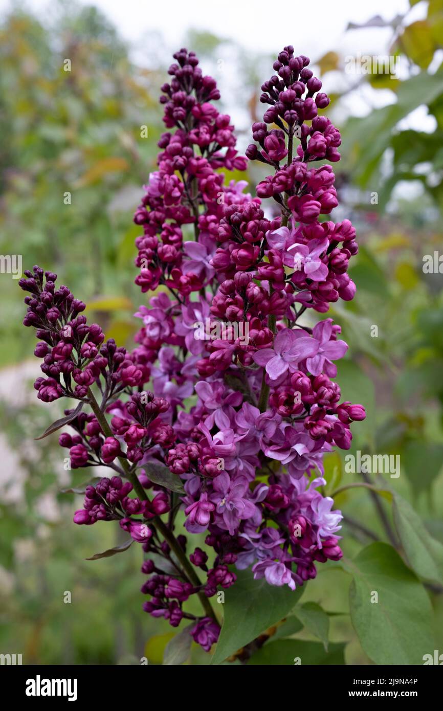 Upitis garden hi-res stock photography and images - Alamy