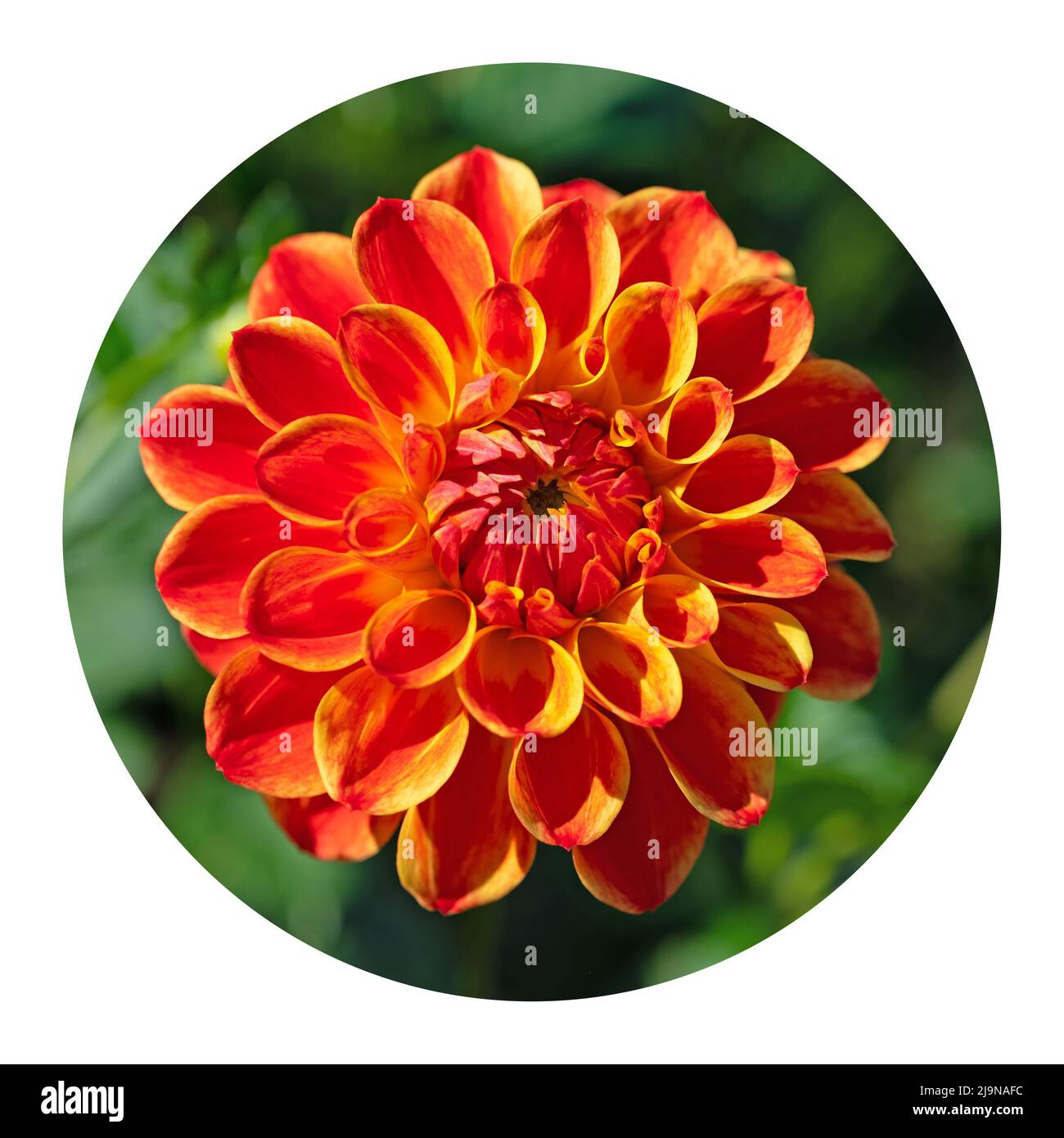 Red flower dahlia in Cut Out Stock Images & Pictures - Alamy