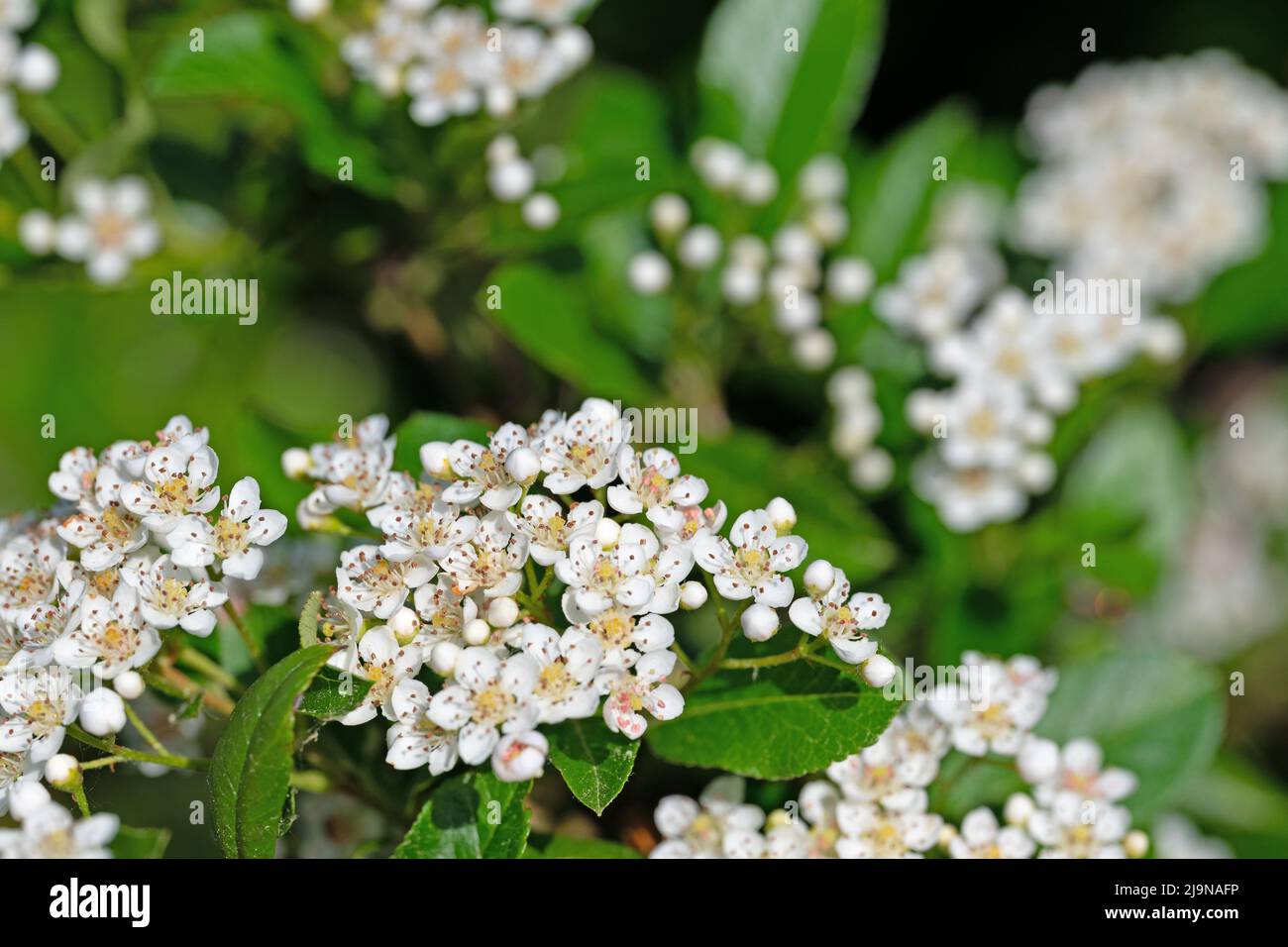 Pyracantha firethorn thorn hi-res stock photography and images - Alamy