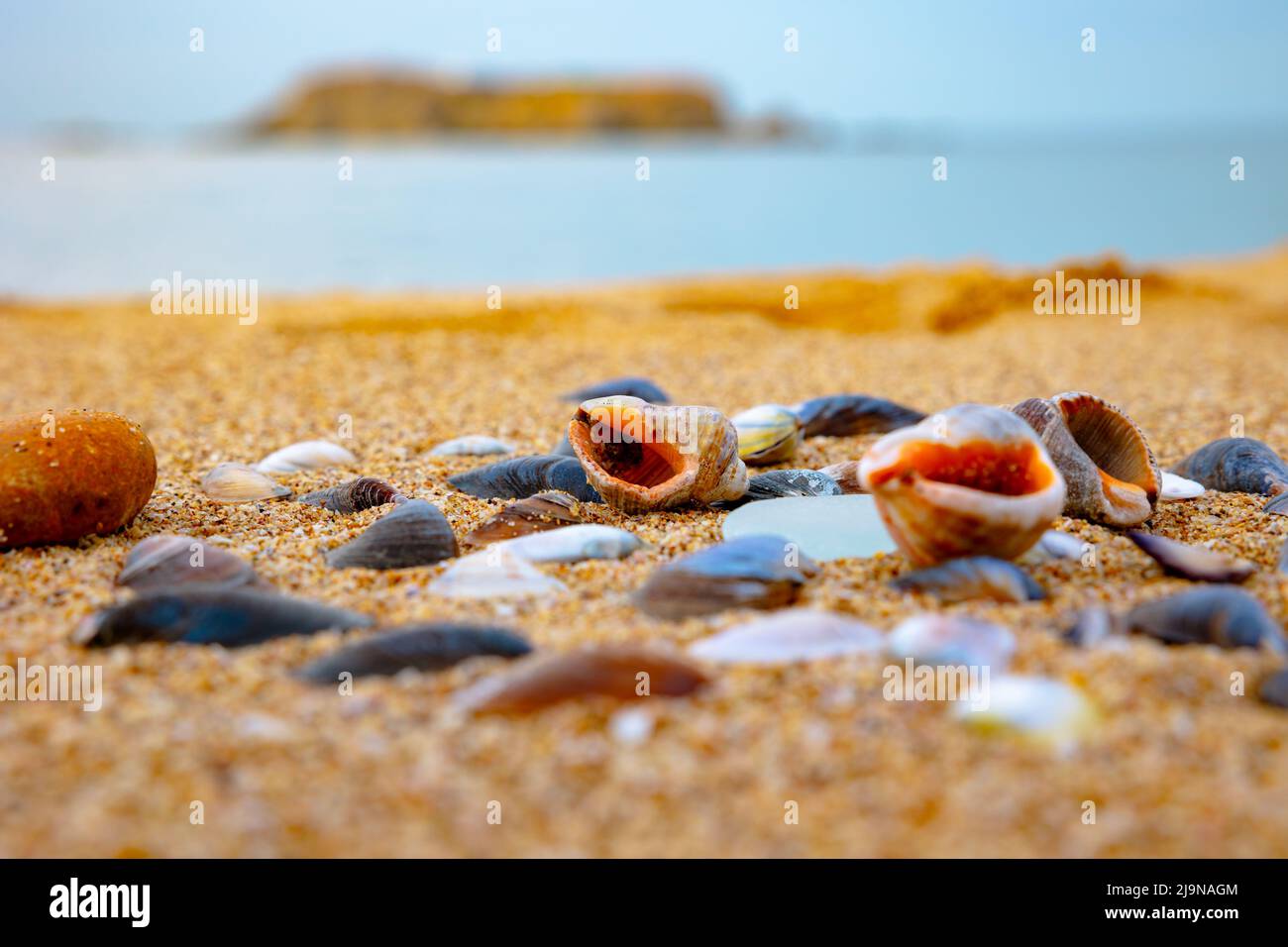 Shells and pebbles on the sandy beach in close up view. Sea background ...