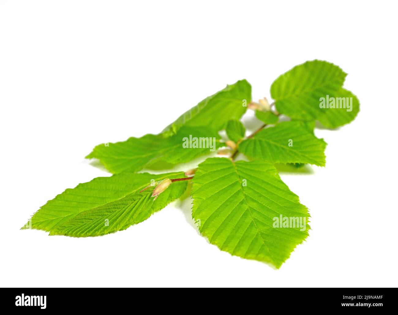 Young beech leaves isolated against white background Stock Photo - Alamy