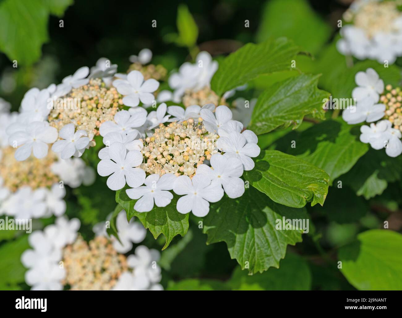 Flowering common snowball, Viburnum opulus, in spring Stock Photo - Alamy