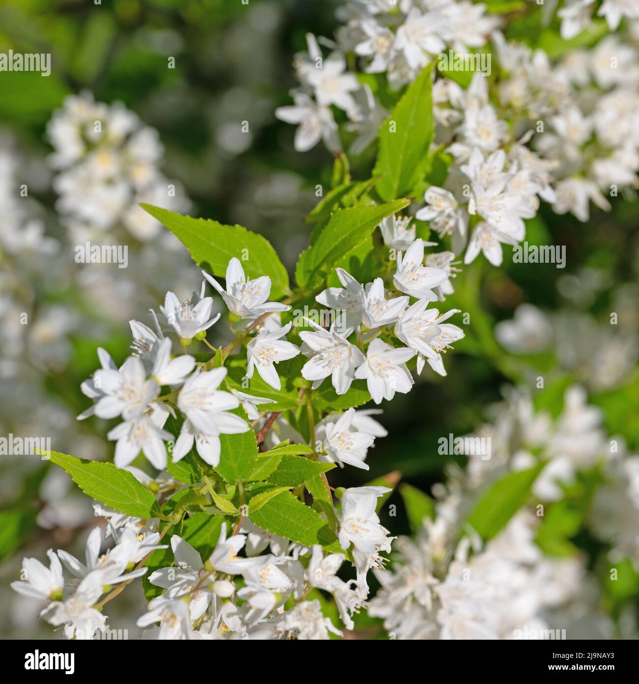 Flowering deutzia, Deutzia gracilis, in spring Stock Photo - Alamy