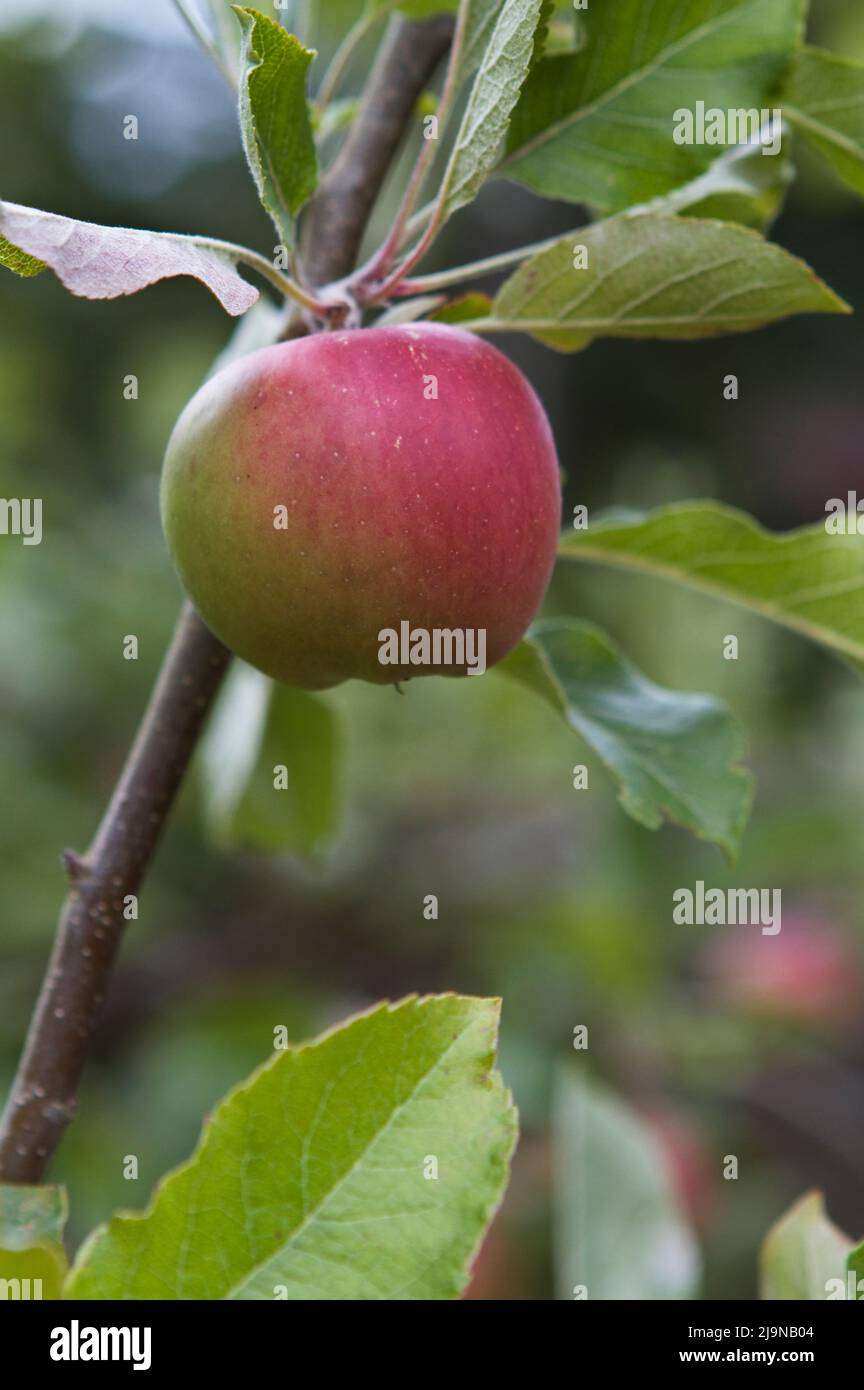 Heirloom Apple With Leaves