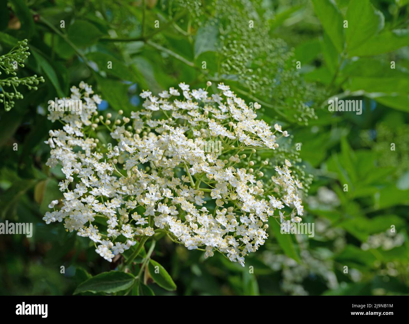 Flowering elderberry in early summer Stock Photo - Alamy