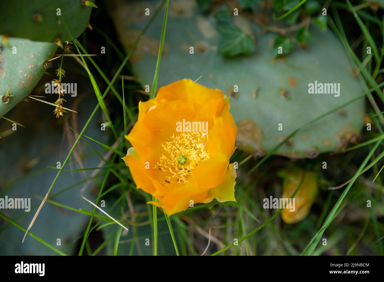 Closeup of the yellow flower of the Eastern Prickly Pear Cactus Stock ...