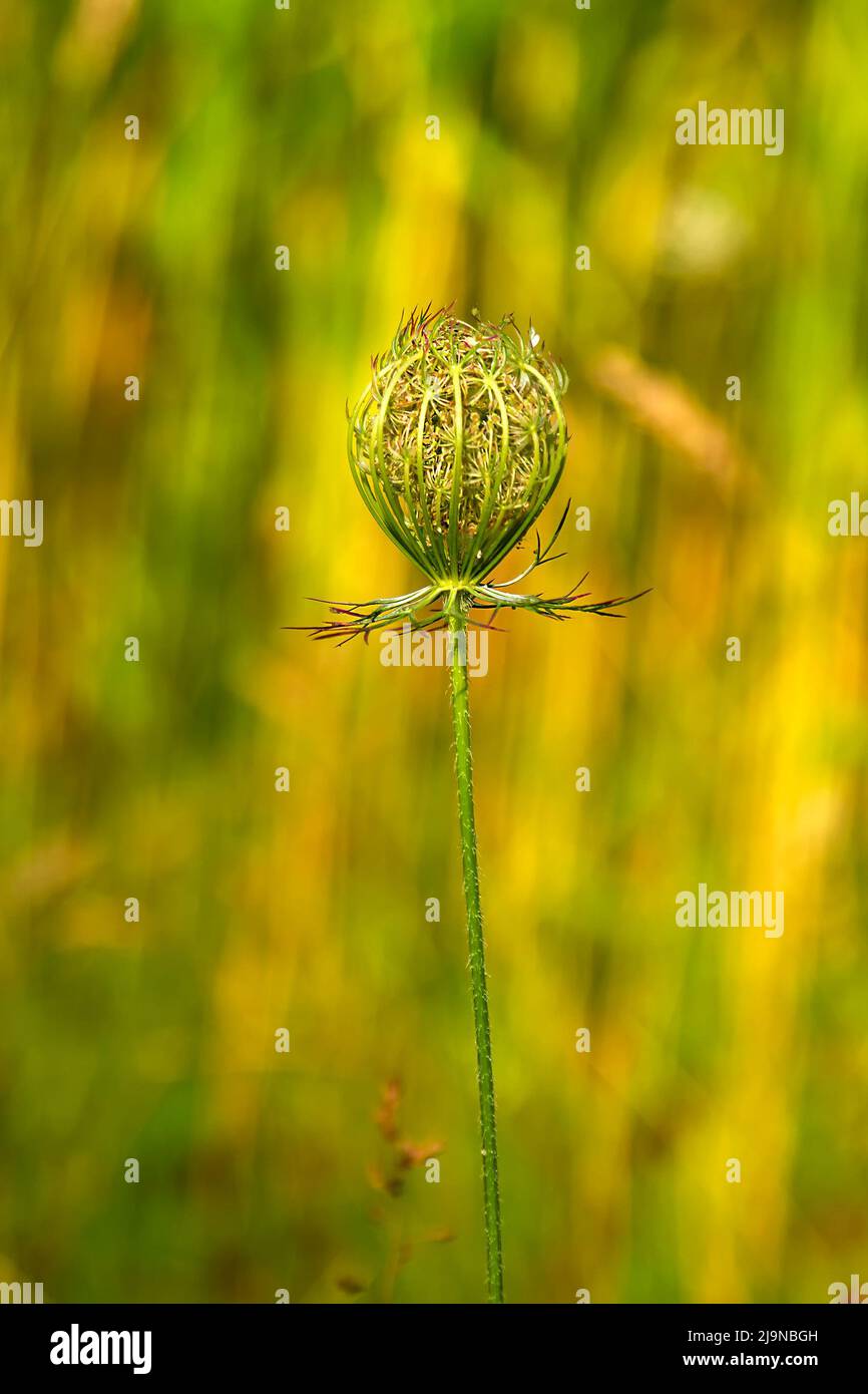 Thistle flower in the setting sun. The background is nice bokeh Stock ...
