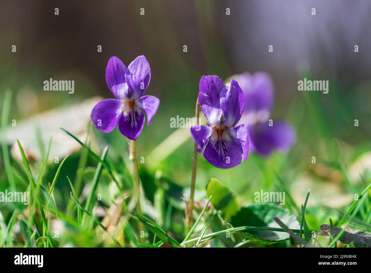 Spring purple flower. Violet - Viola odorata grows on a green field in ...