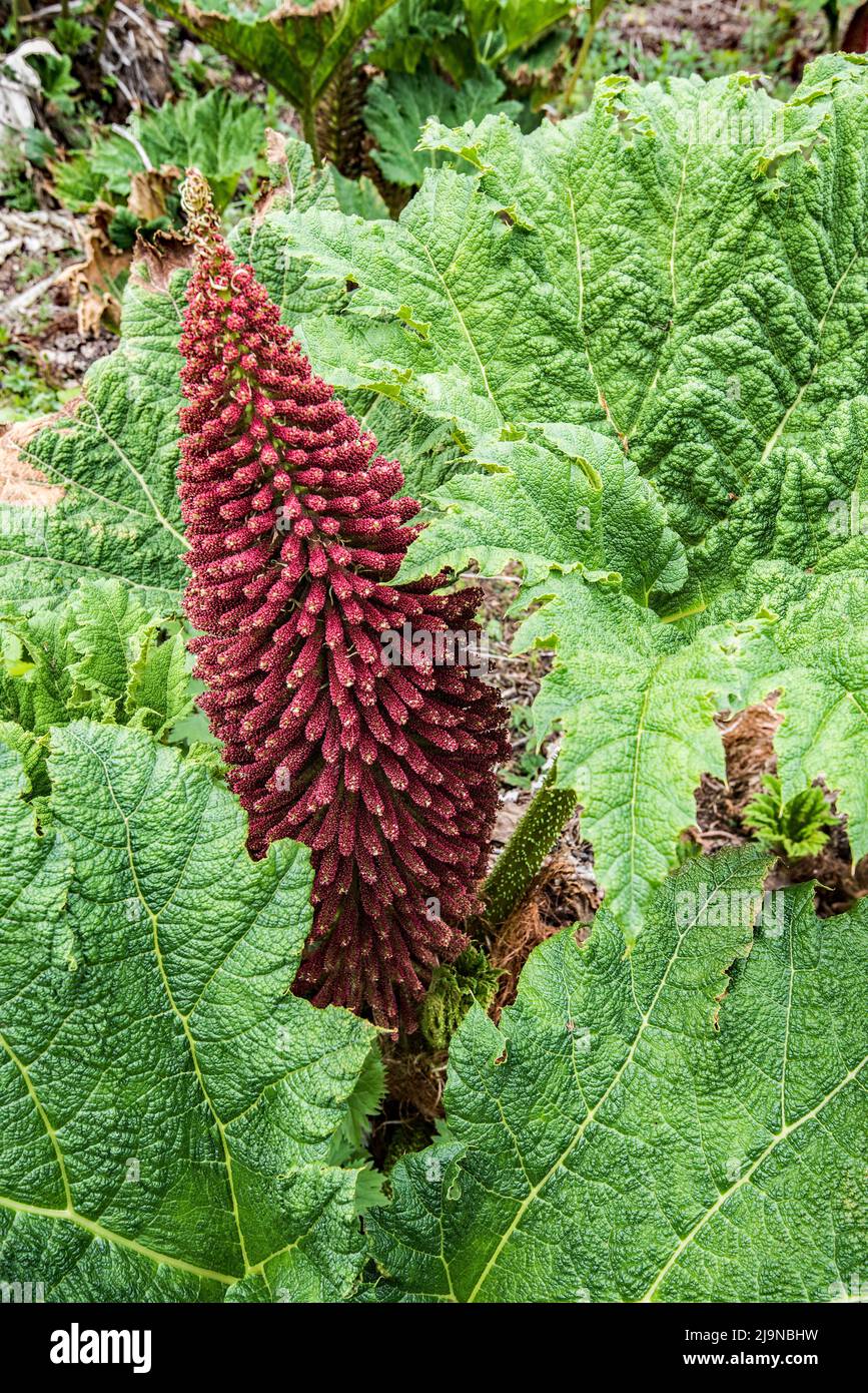 The massive inflorescence of small, reddish flowers on Gunnera plants ...