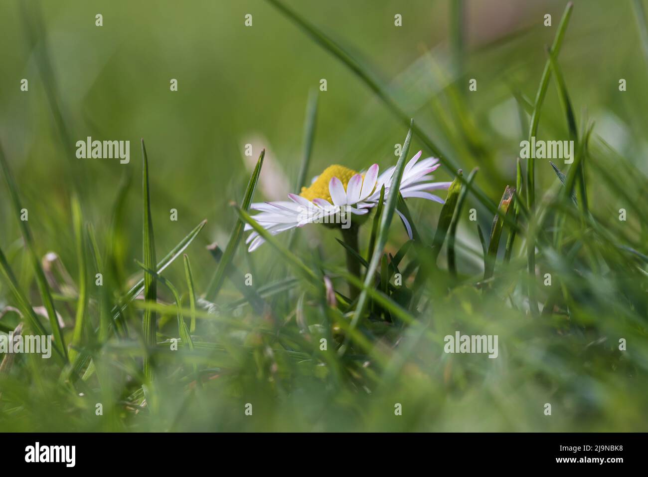 Distillation floral hi-res stock photography and images - Alamy