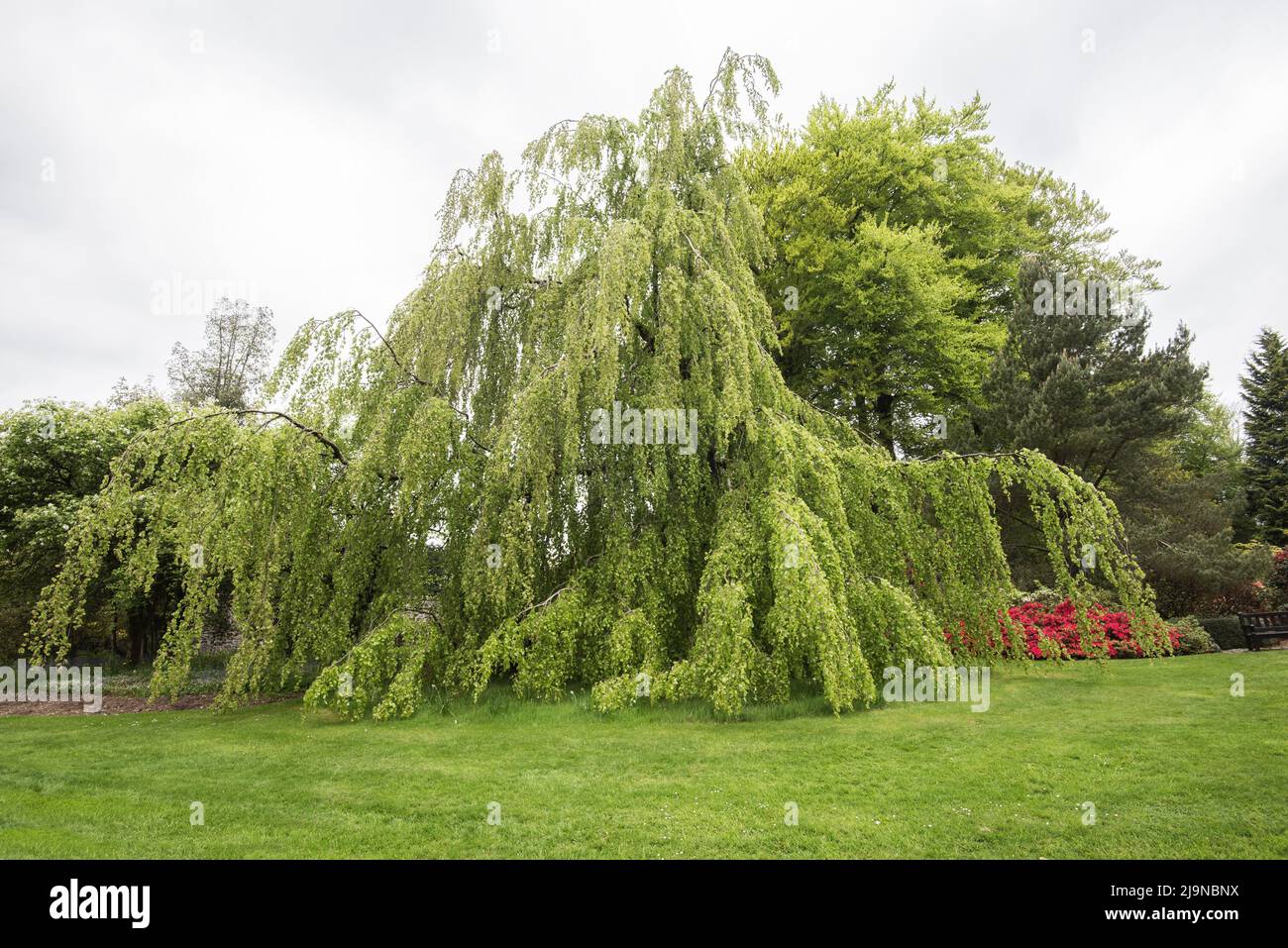 A 'weeping' tree (possibly beech) at Threave Gardens, near Castle ...