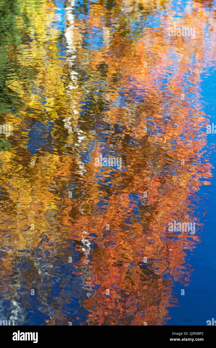 Reflections of yellow and orange fall-colored Aspen trees in a pond at ...