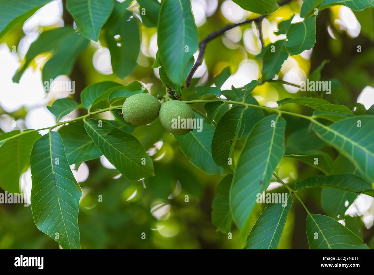 Two nuts in a green peel on a tree Stock Photo - Alamy