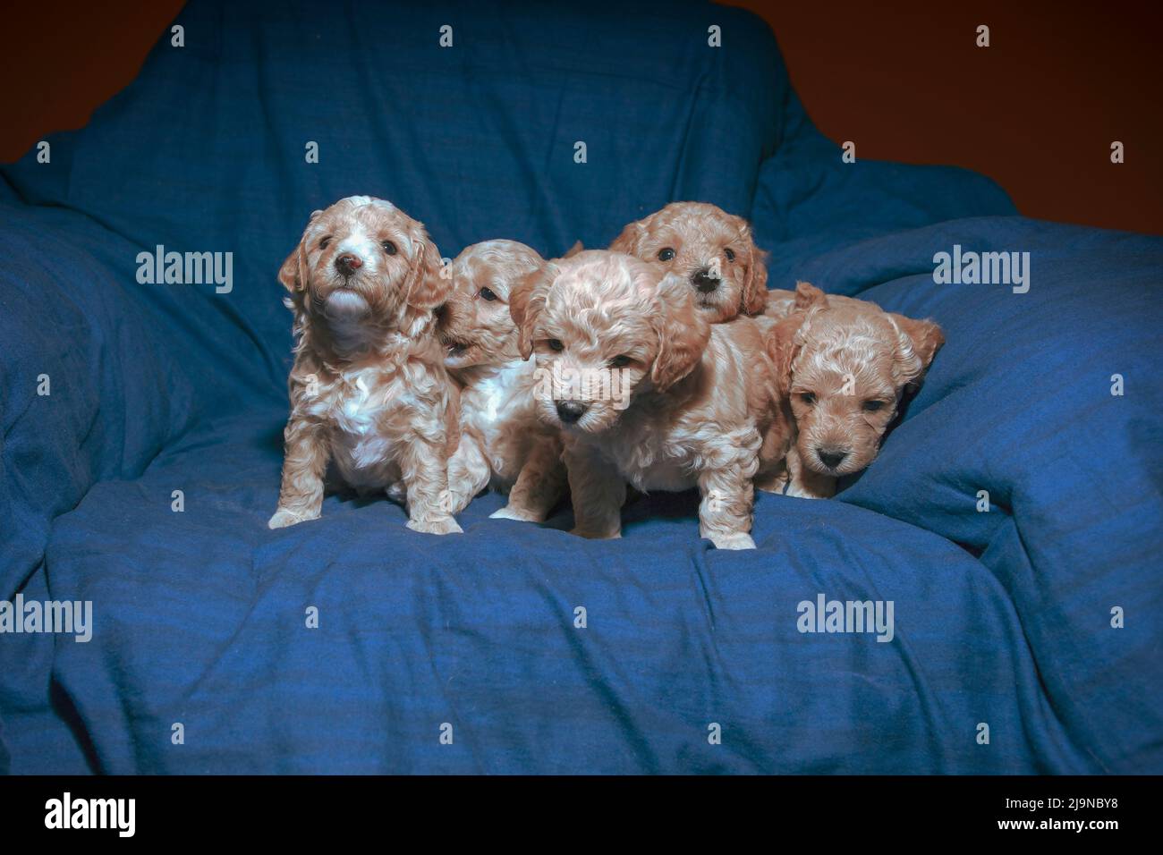 Bichon poodle mix hi-res stock photography and images - Alamy