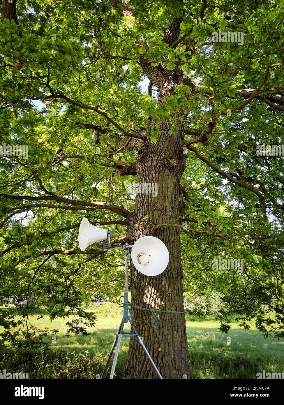 Wired for Sound Stock Photo - Alamy