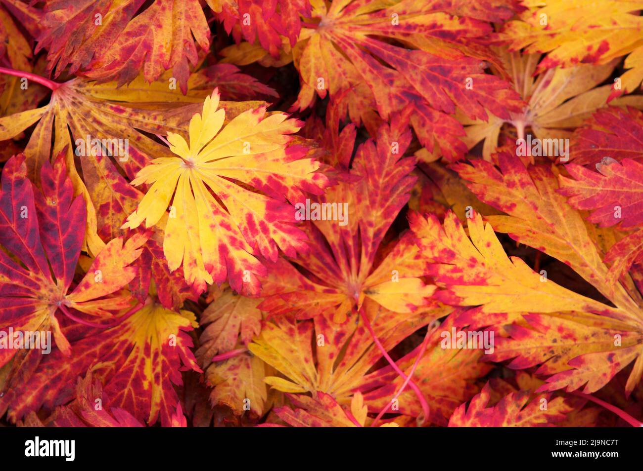 Japanese full moon maple hi-res stock photography and images - Alamy