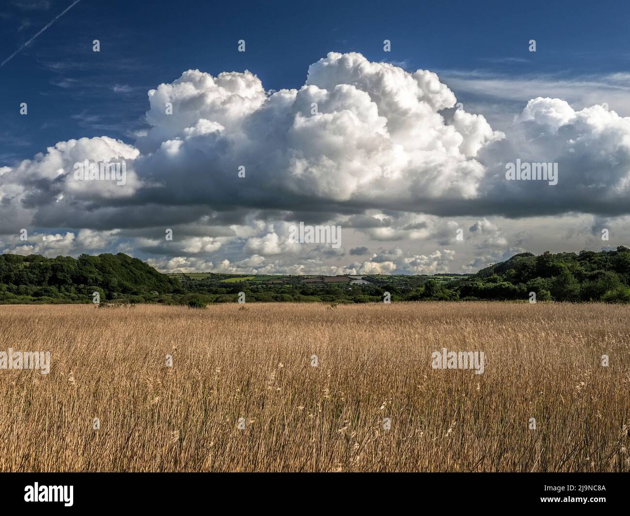 Welsh wildlife centre cardigan hi-res stock photography and images - Alamy