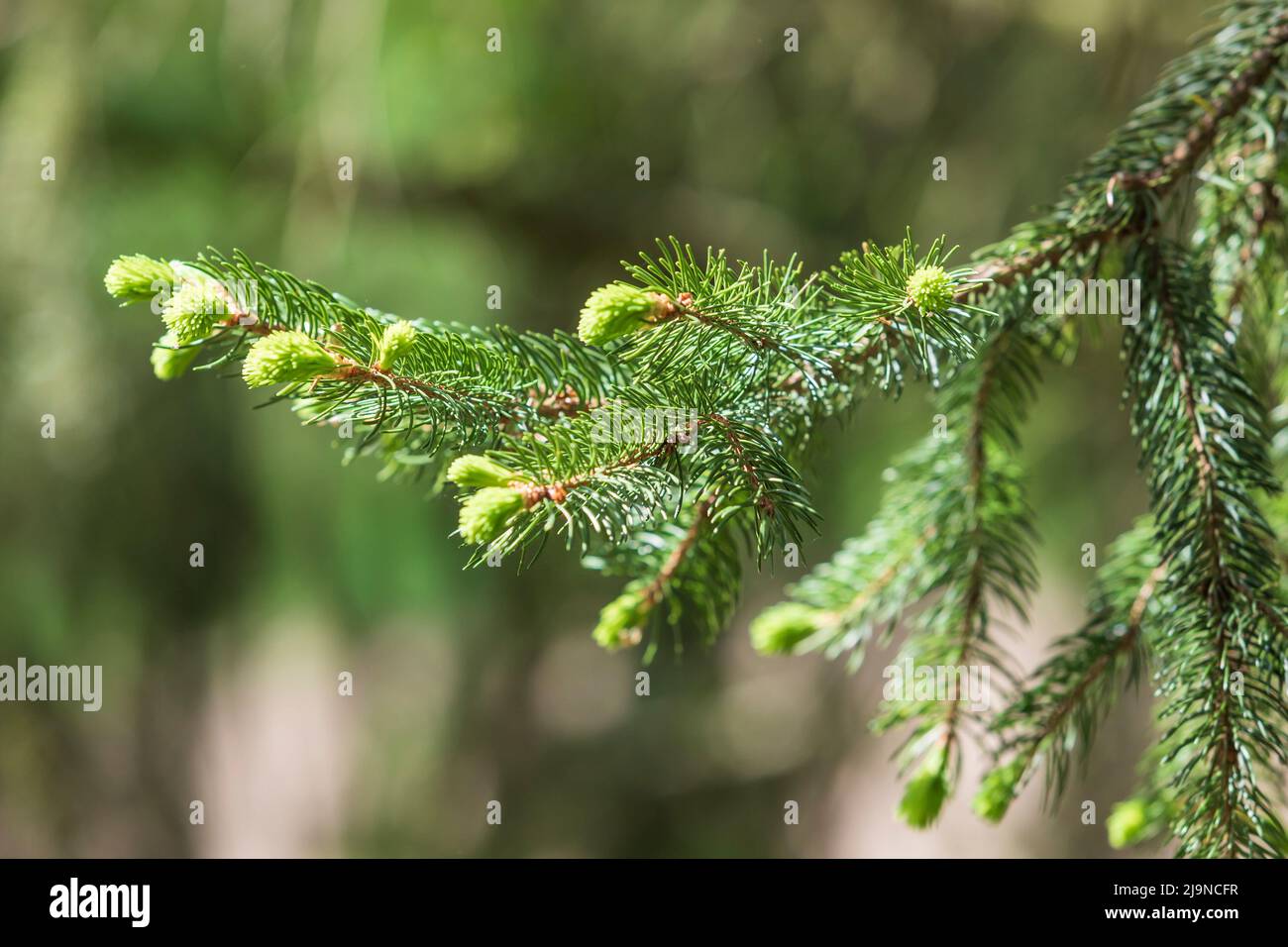 Twigs of green conifer. The tip of the branch is light green Stock ...