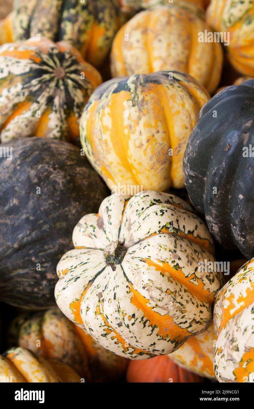 Colorful selection of fall squash and pumpkins at a local farmstand in ...