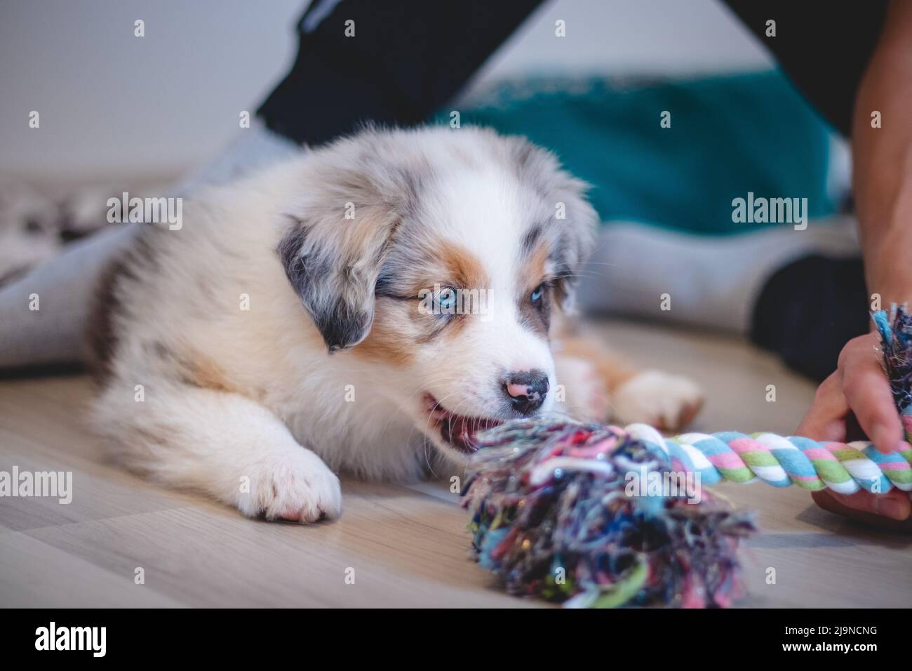 Tired Australian Shepherd puppy rests on her blanket and enjoys ...