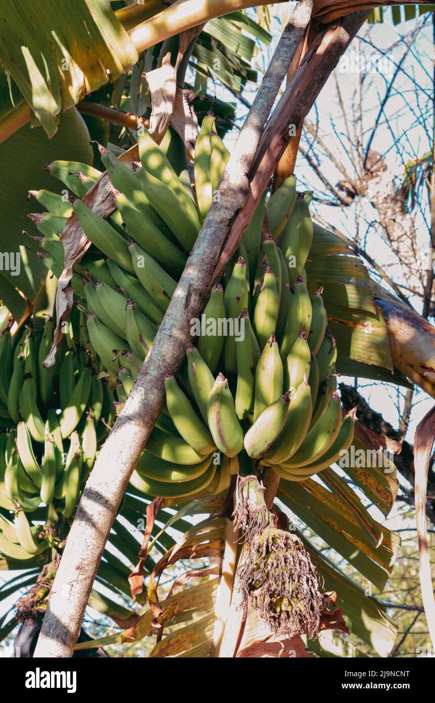 Banana tree with green bananas. Copy space. Low view Stock Photo - Alamy