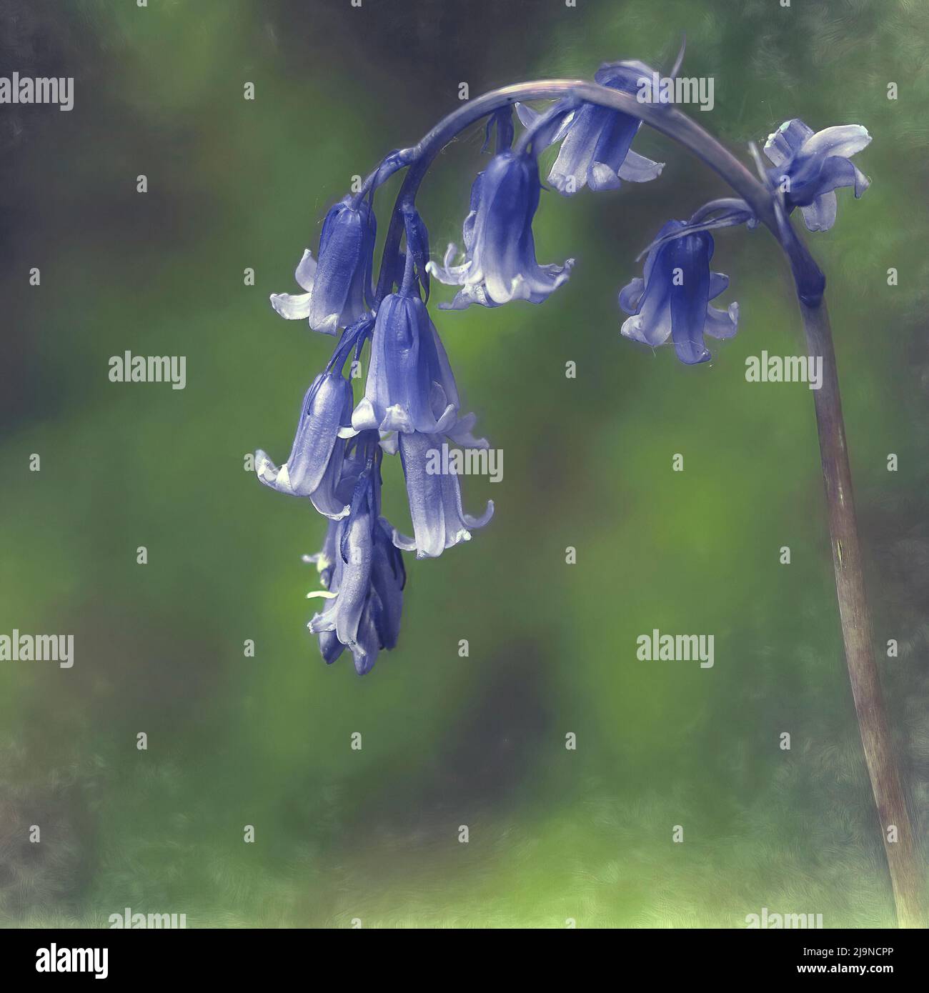 Scottish bluebell hi-res stock photography and images - Alamy